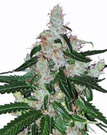 White LSD Auto Feminised Cannabis Seeds - Buy From MSNL