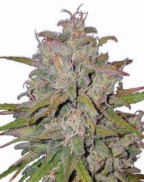 Pink Runtz Autoflower Seeds
