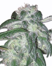 Sour Grape Kush Cannabis Seeds - Buy From MSNL