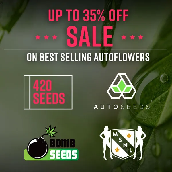 Buy Cannabis Seeds Online | MSNL Australia