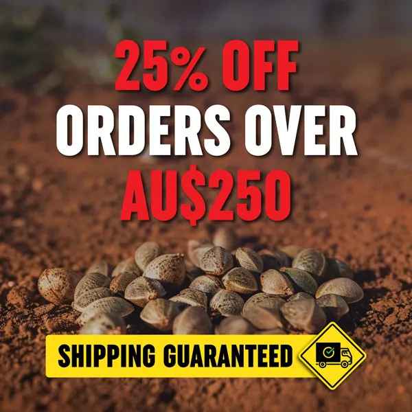 Buy Cannabis Seeds Online | MSNL Australia