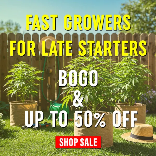 MSNL Cannabis Seed Bank Since ‘99 | Australia