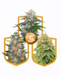 Buy High Yield Variety Pack | MSNL Seeds USA