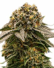 Buy MK Ultra Cannabis Seeds | MSNL USA