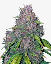 Buy Purple Punch Autoflower Seeds | MSNL USA