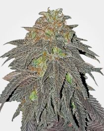 Buy RS11 Cannabis Seeds | MSNL Seeds USA