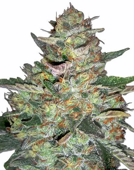 crazy bud auto