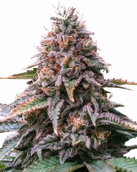 plant called cherry pie