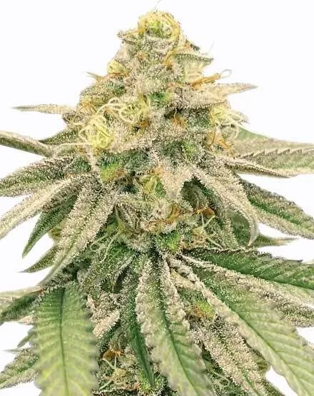 gnasher genetics