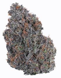Gorilla Cookies Autoflower Seeds