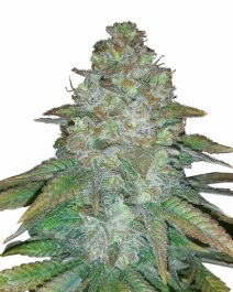 Buy Mimosa Autoflower Marijuana Seeds | MSNL