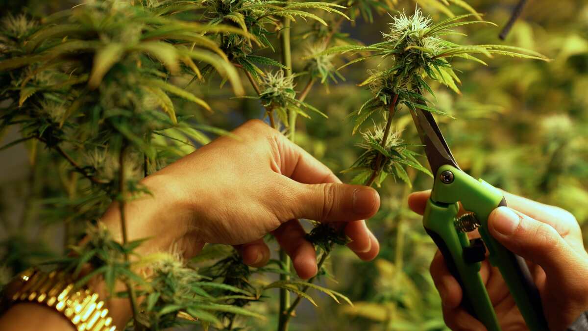 Cloning Marijuana Guide: How To Clone Marijuana Plants | MSNL Blog AU