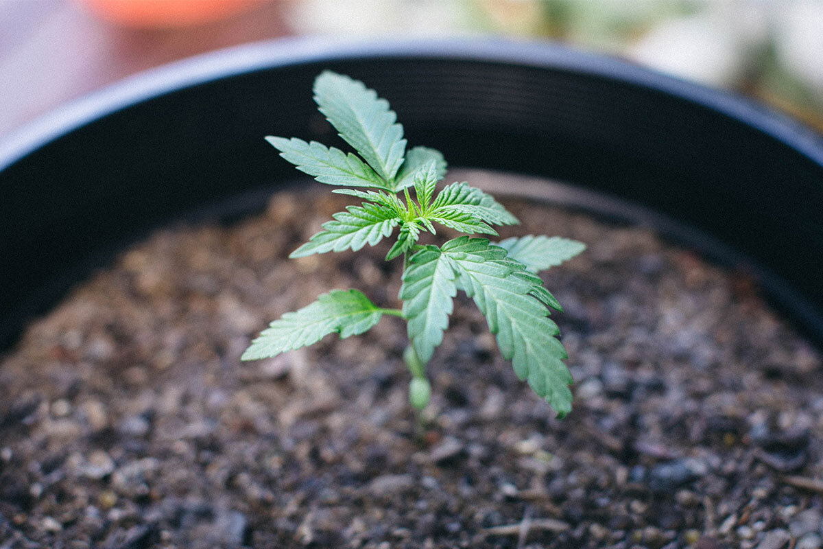 The best soil for growing weed | MSNL Seeds