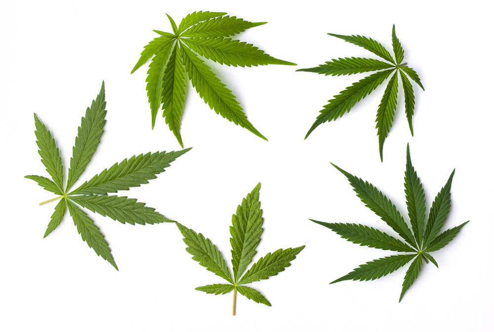 What Do Cannabis Leaves Look Like? | MSNL Seeds