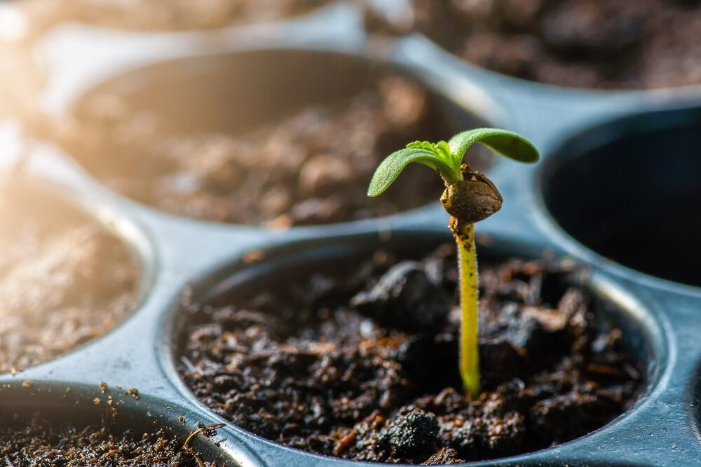How Do You Germinate Autoflower Seeds? | MSNL Seeds