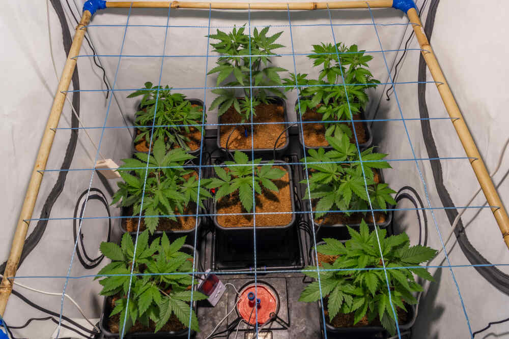 How to low stress train (LST) autoflowers %%page%% - Scrog, Tie & Bend ...