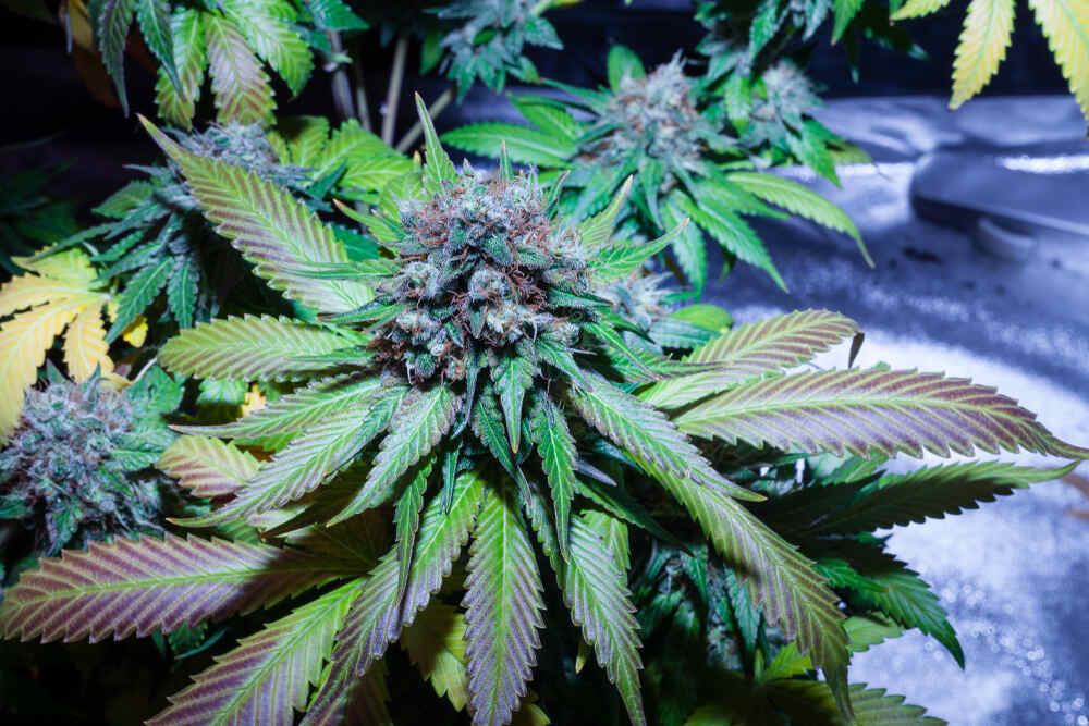 Grease Monkey Strain Review: What kind of strain is it? %%page%% - MSNL ...