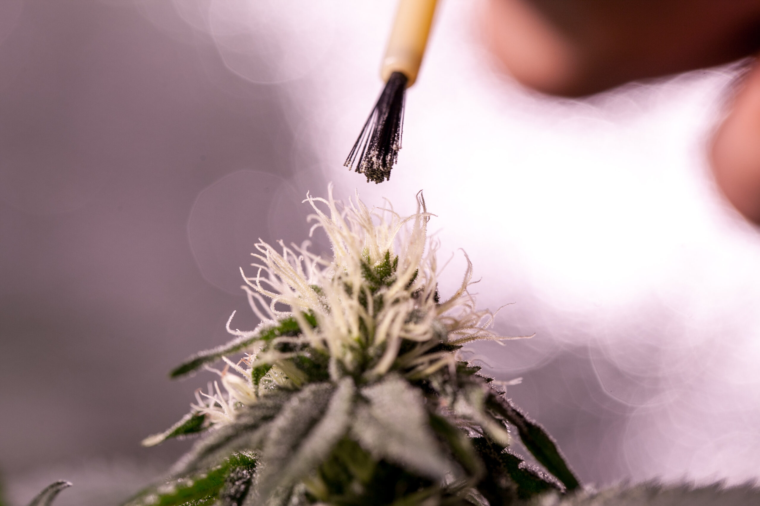 Collecting and Storing Pollen for Breeding Marijuana - MSNL Blog