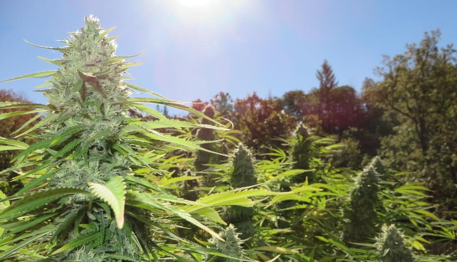 What Are Cannabis Landrace Strains? | MSNL Blog UK
