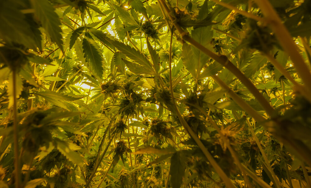 The Master Kush strain | MSNL Blog UK