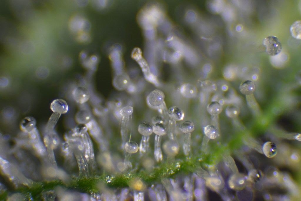 What are trichomes? | MSNL Blog UK