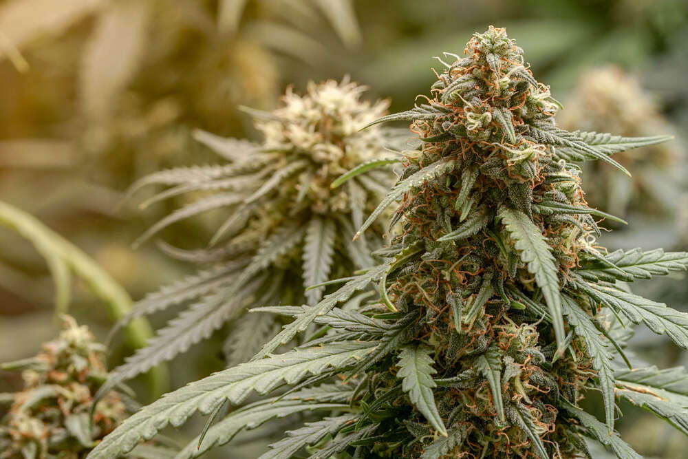 What are heirloom cannabis strains? | MSNL Seeds