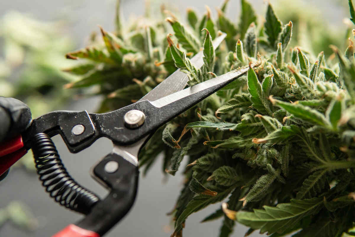 Best Bud Trimming Scissors for Marijuana | MSNL Seeds UK