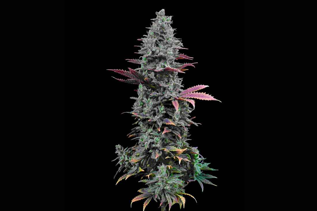 Gorilla Glue Strain Review | Taste, Effect, Grow Guides