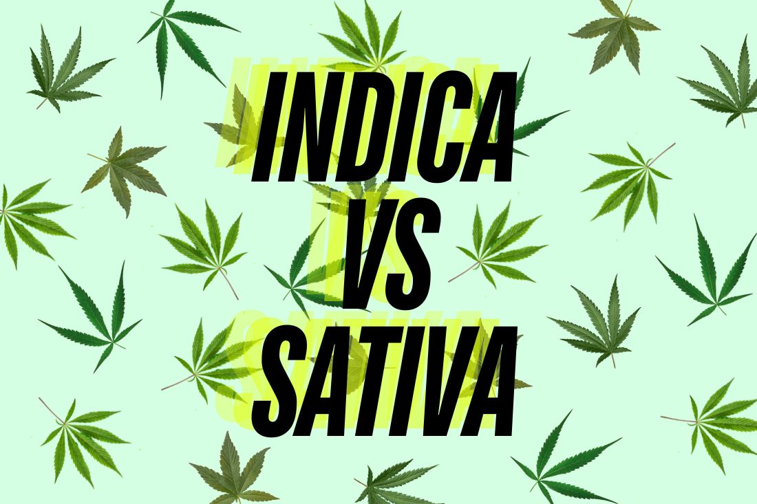 Sativa vs. Indica, Hybrid and Ruderalis: What is the difference between ...