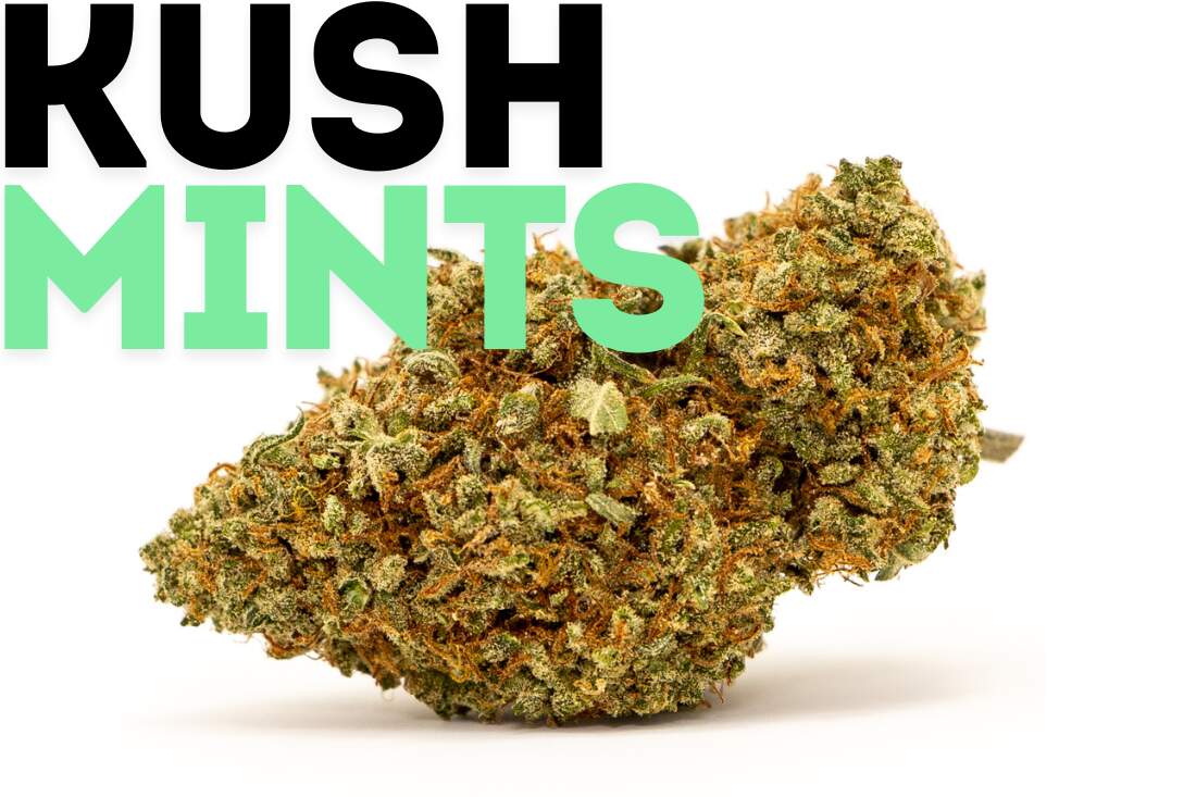 Kush Mints Strain Review – Effects, Taste & Grow Guide %%page%%