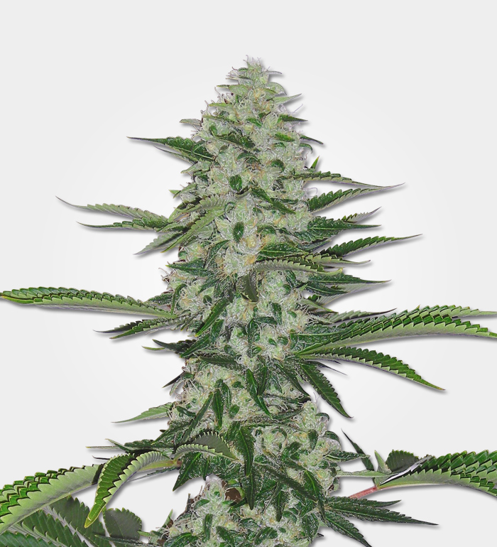 THC Bomb strain review %%page%% - MSNL Seeds.com Blog