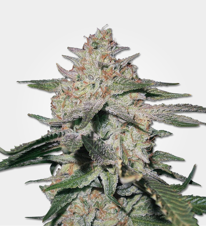 All You Need to Know About the Northern Lights Strain | MSNL Seeds USA