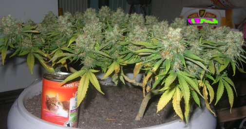 How To Super Crop Your Cannabis Plant | MSNL Seeds.com Blog