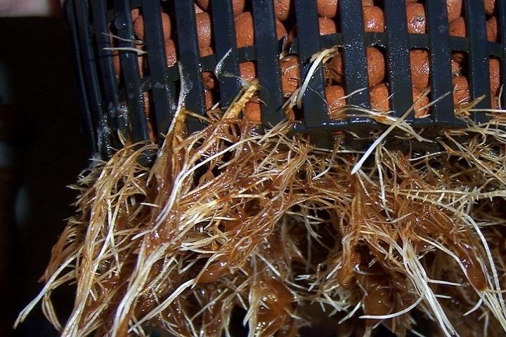 How to Prevent and Fix Root Rot on Cannabis Plants | MSNL Seeds.com Blog