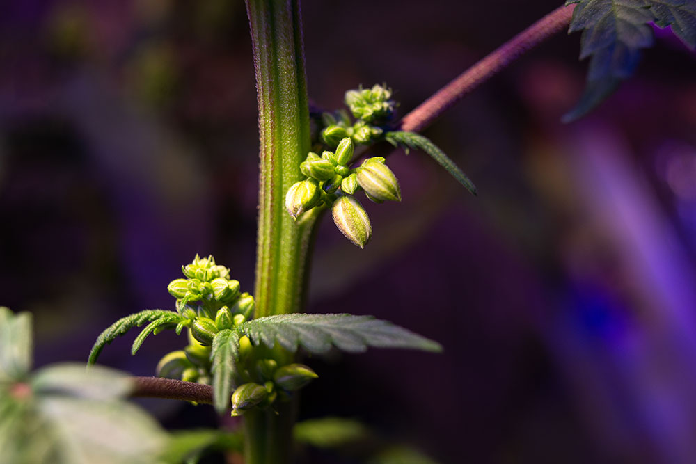 What causes a marijuana plant to hermie? | MSNL Seeds.com Blog