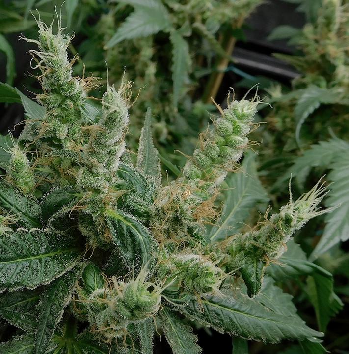 Foxtailing Cannabis: Causes, Late Flower Symptoms & Foxtailing Bud ...
