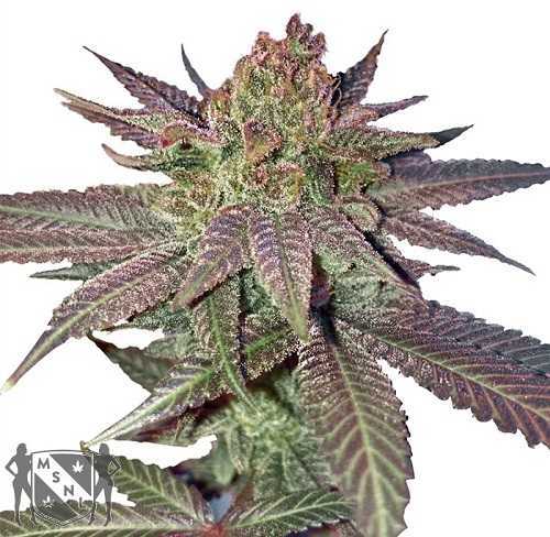 Fruity Pebbles Strain Review - Everything you need to know | MSNL Seeds USA