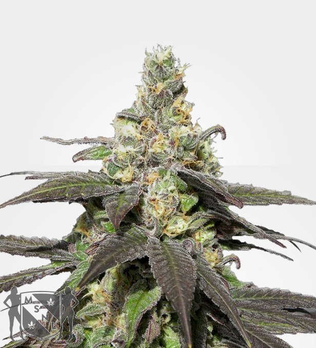 Everything You Need to Know About the Wedding Cake Strain | MSNL Seeds ...