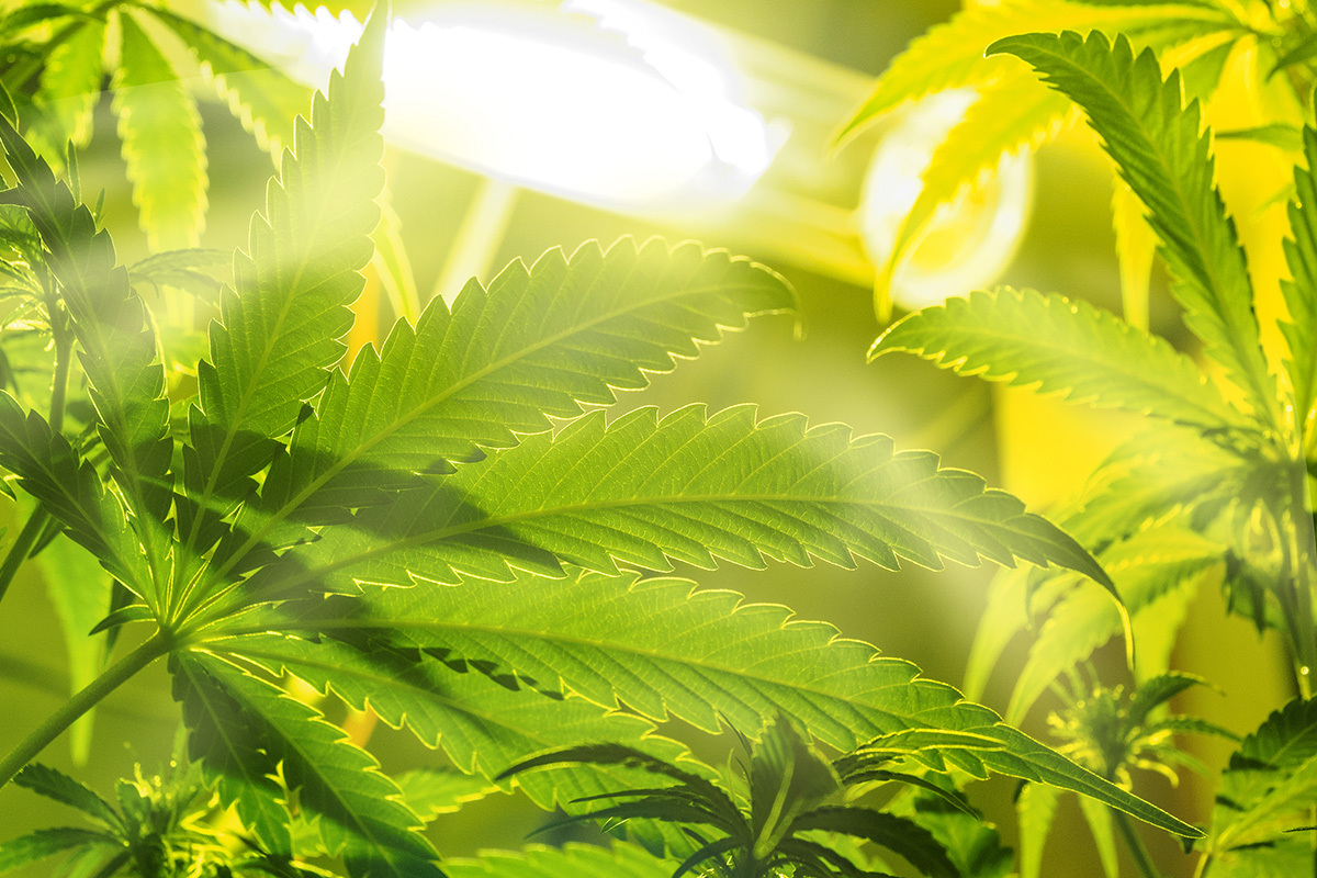 How to protect your cannabis plants from heat stress | MSNL Seeds.com Blog