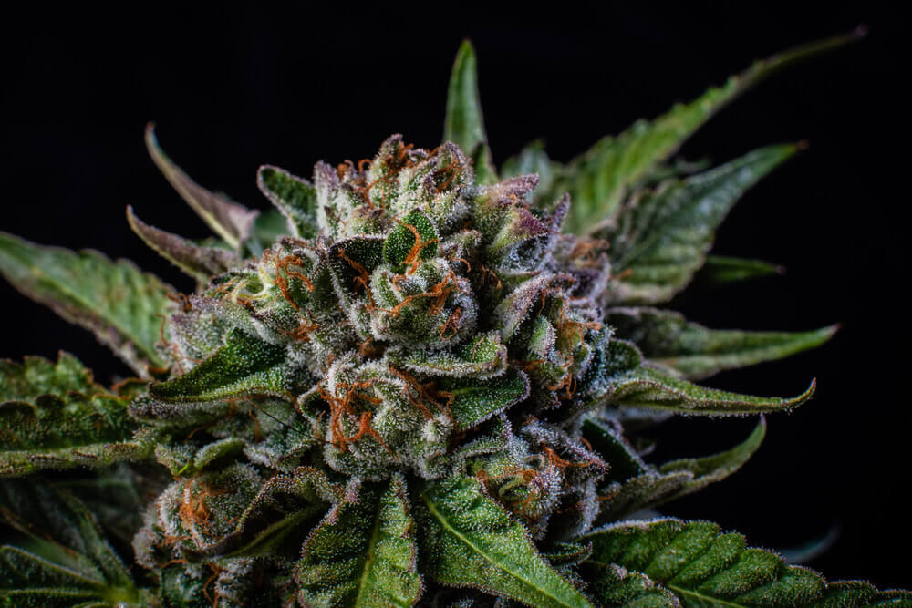 Gushers Strain Review & Growing Guide | MSNL Seeds USA