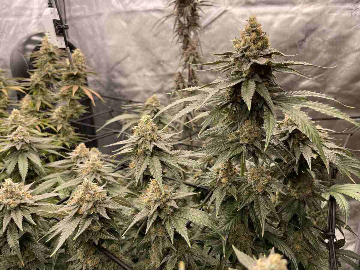 What Does GMO Stand For In GMO Cookies Strain? | MSNL Seeds USA