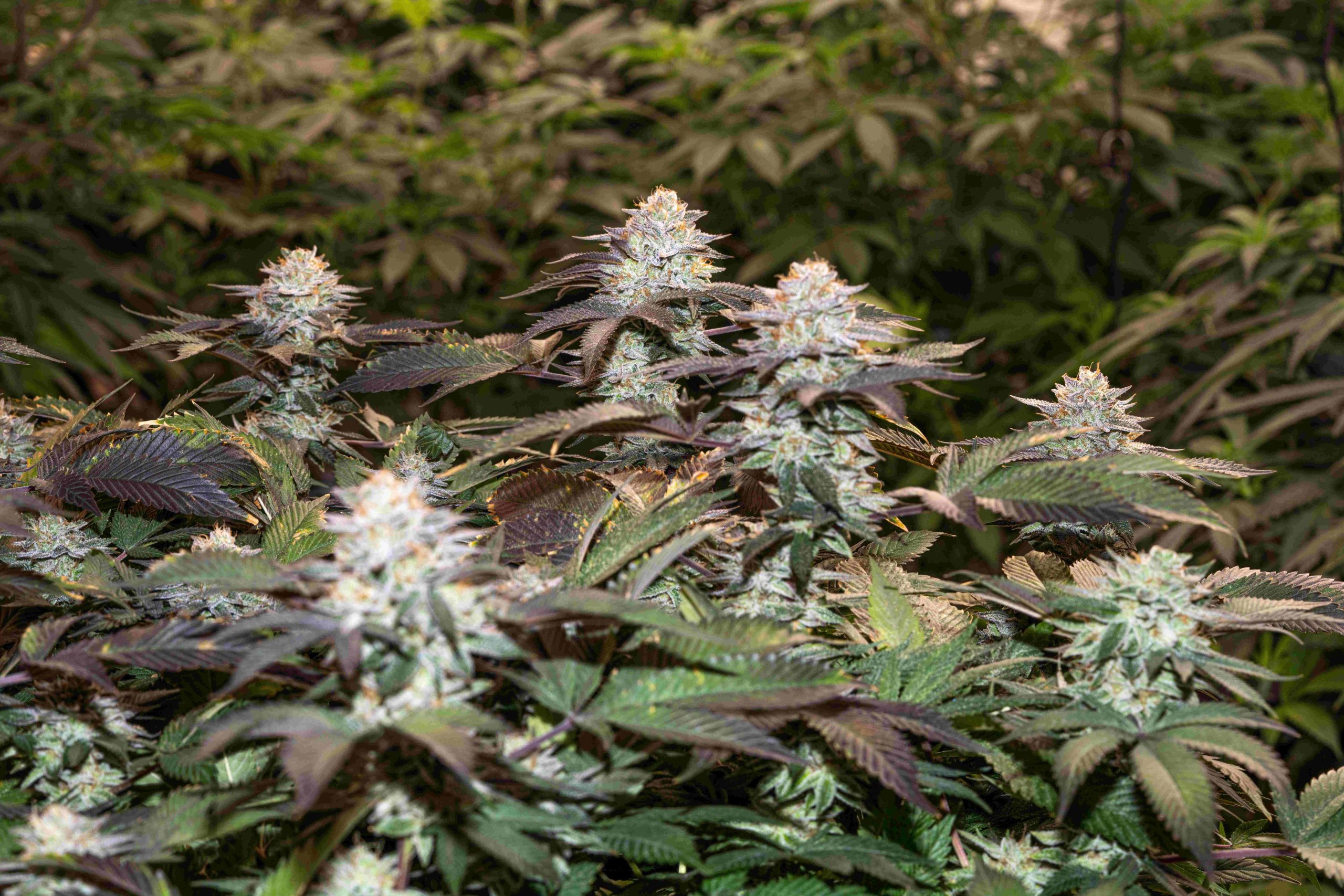 Slurricane Strain Review | MSNL Seeds USA