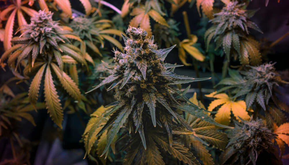 What Does OG Stand For, and Where did it Originate? | MSNL Seeds USA