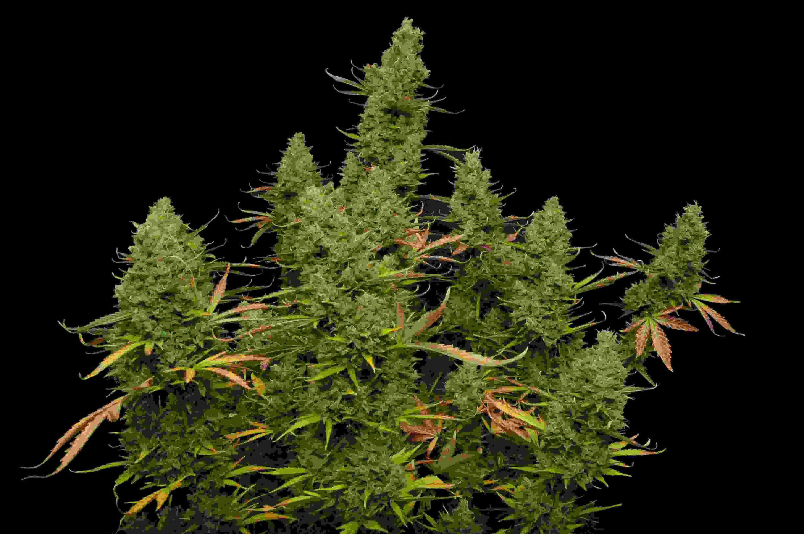 How much can an autoflower yield? %%page%% - MSNL Seeds.com Blog