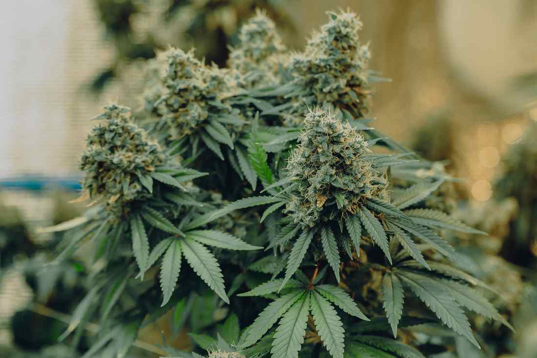 The 10 Best Indica Strains %%page%% - MSNL Seeds.com Blog