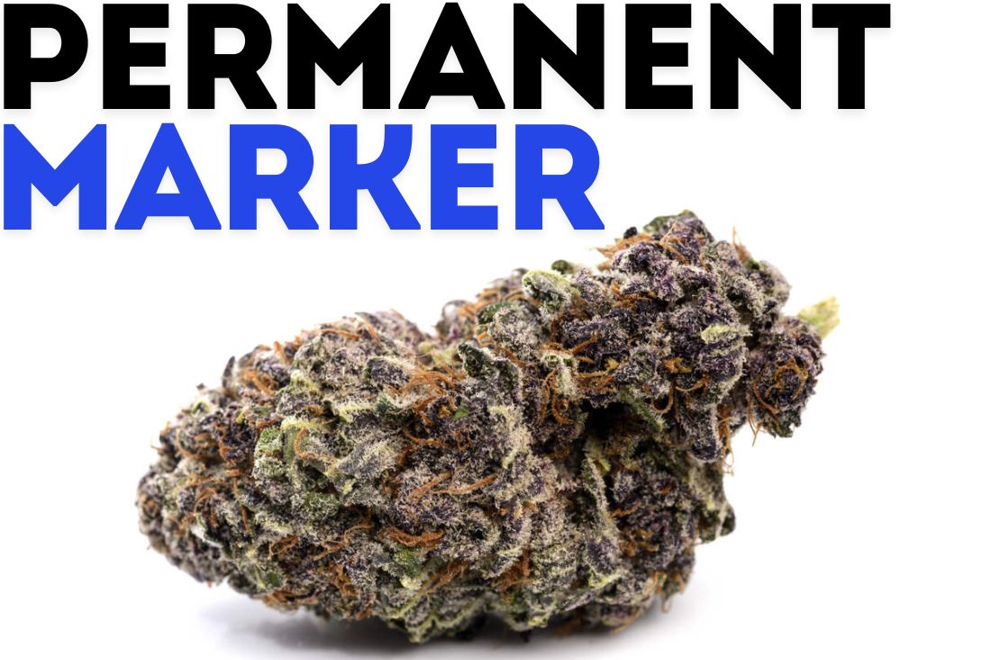 Permanent Marker Strain Review – Effects, Taste & Grow Guide %%page ...