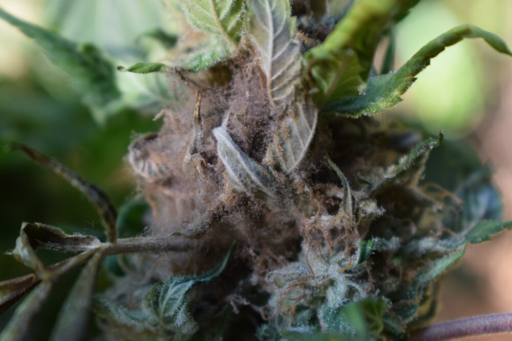 How to identify and prevent bud rot on cannabis plants | MSNL Seeds.com ...