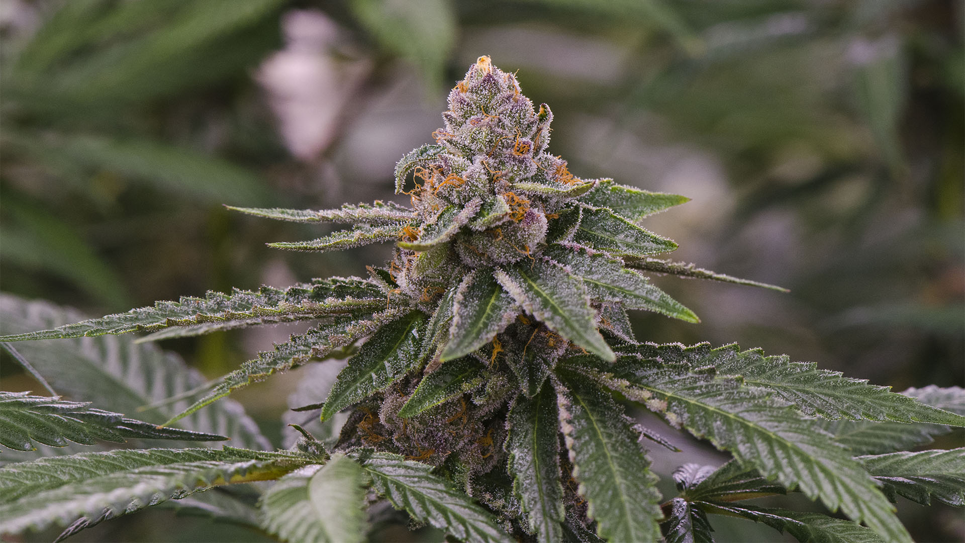 What are the different Gelato strains? | MSNL Seeds USA